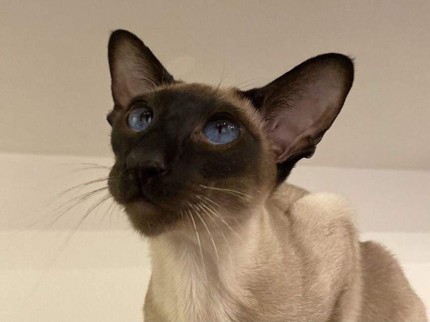 Сиамская ориентальная