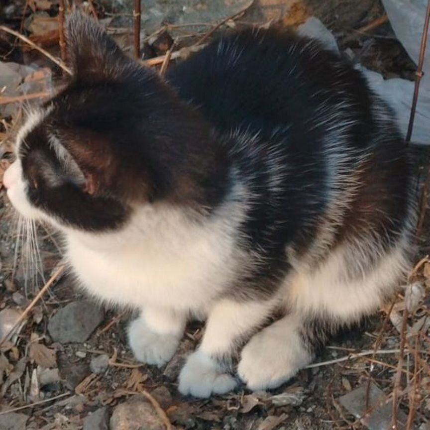 Котенок подросток ищет дом