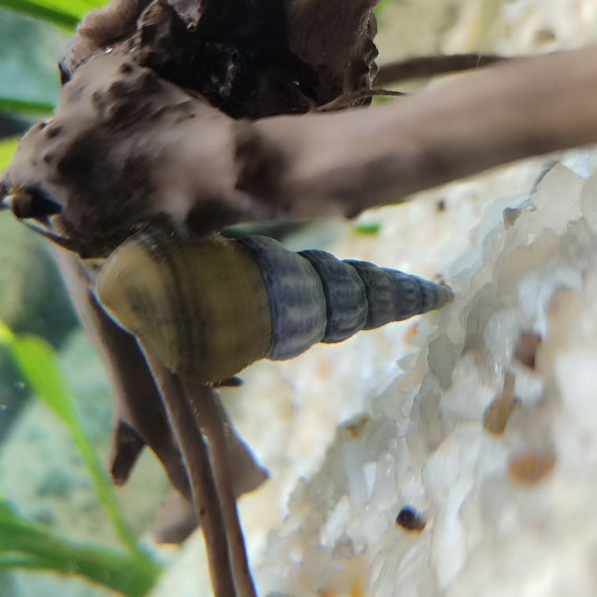 Улитки Геркулес (малыши)