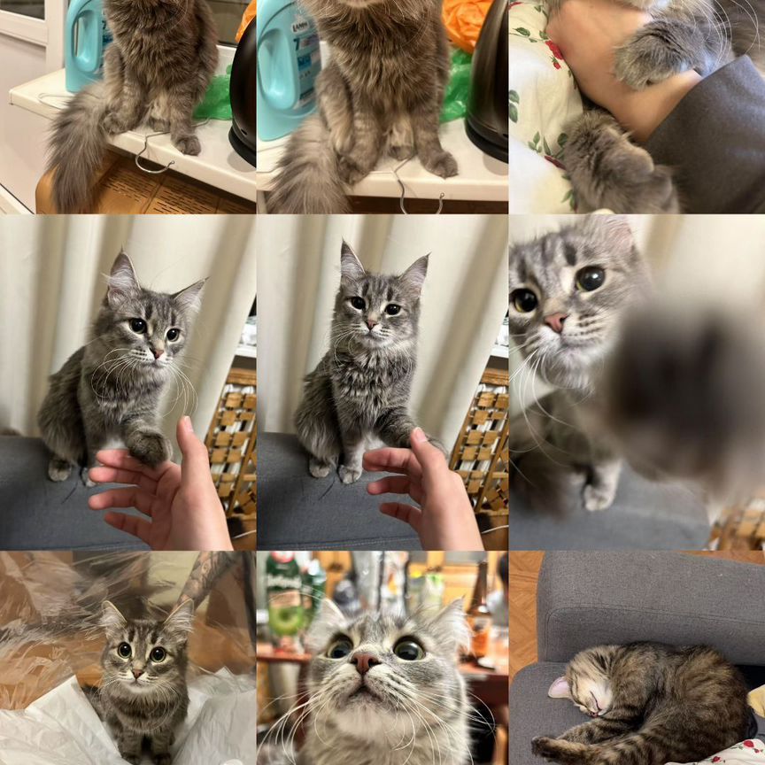 Кошка