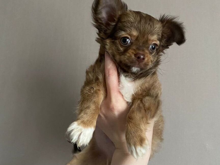 Самые ласковые щеночки В мире щенки чихуахуа мальч