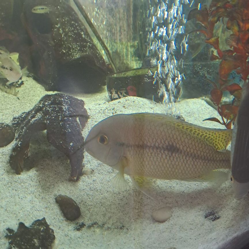 Аквариумные рыбки