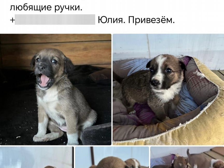 Маленькая собака в добрые руки отдам бесплатно