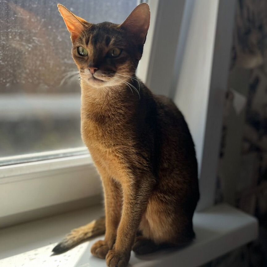 Абиссинская кошка