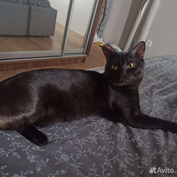 Отдам кота Марсентия, метис, кастрирован