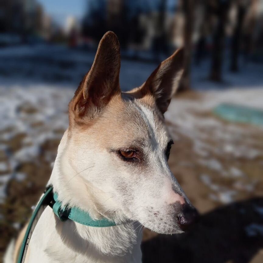 Собака в добрые руки