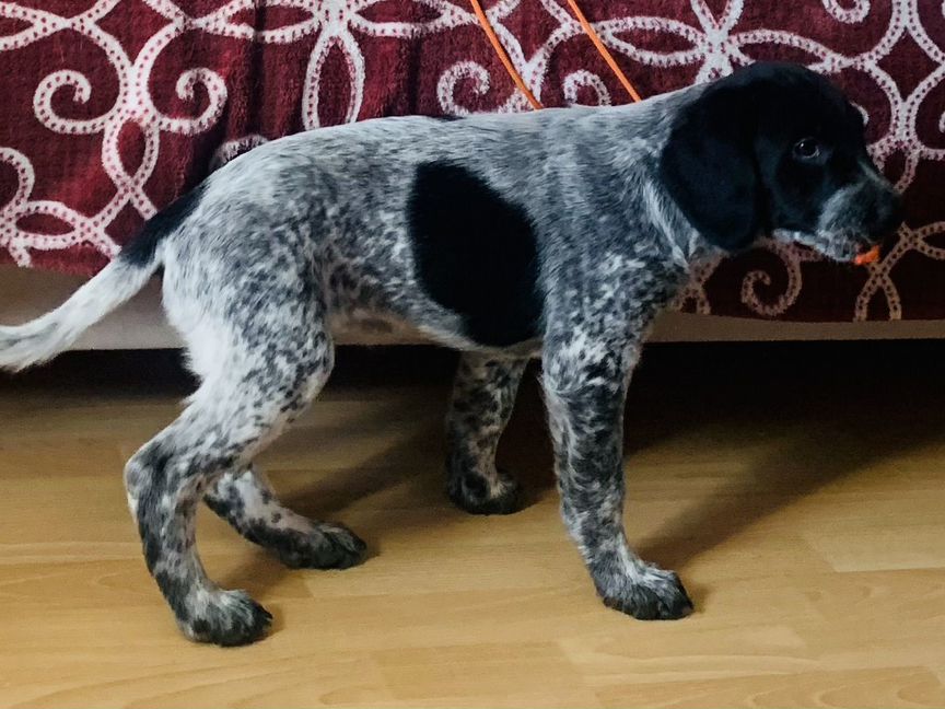 Домашние животные собаки щенки