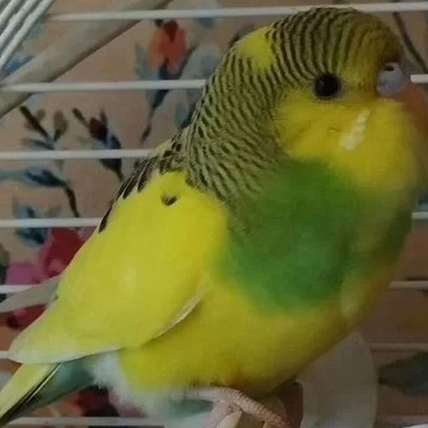 Птенчики волнистого попугайчика