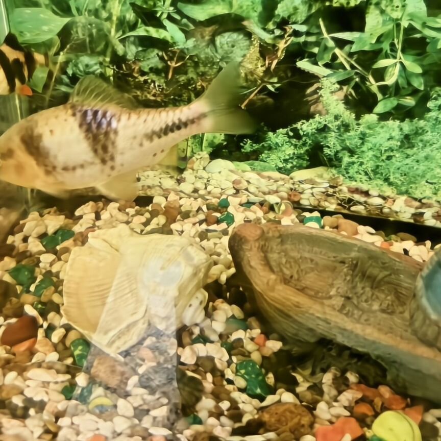 Аквариумные рыбы