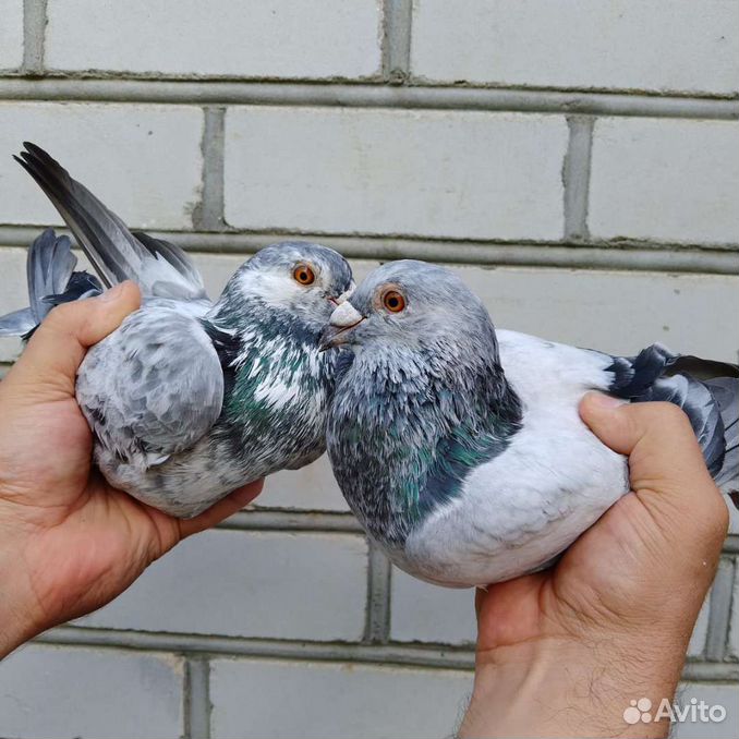 Спортивные голуби