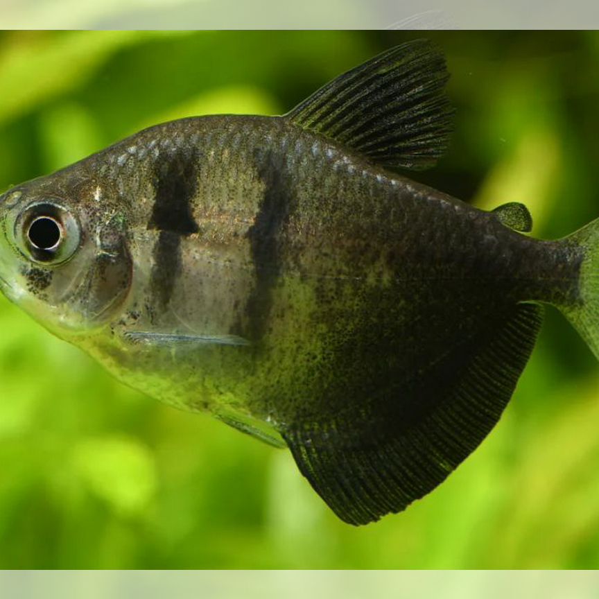 Тернеция черная - Gymnocorymbus ternetzi