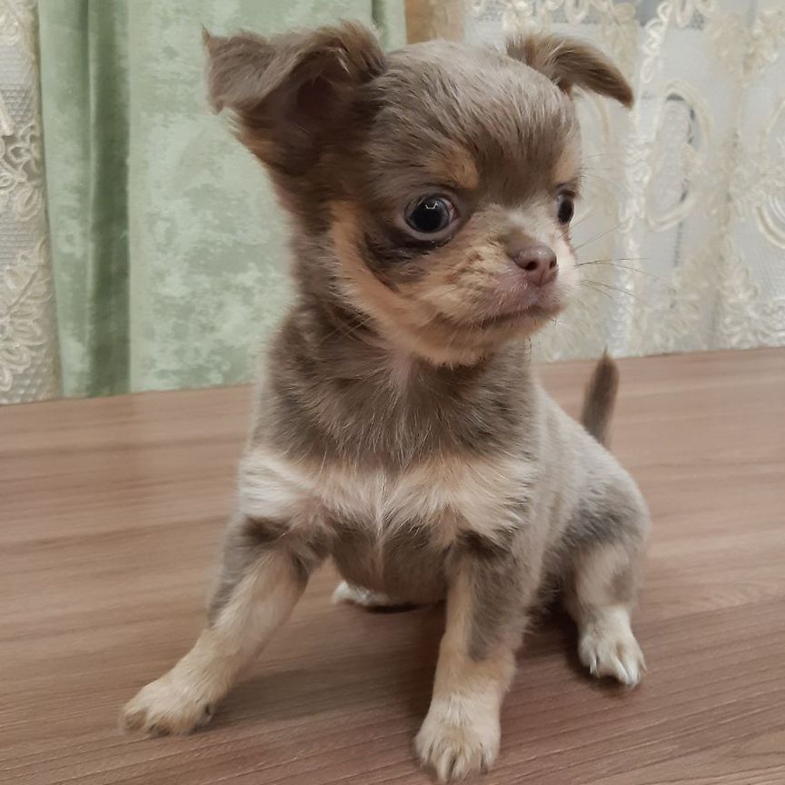 Чихуахуа, щенок