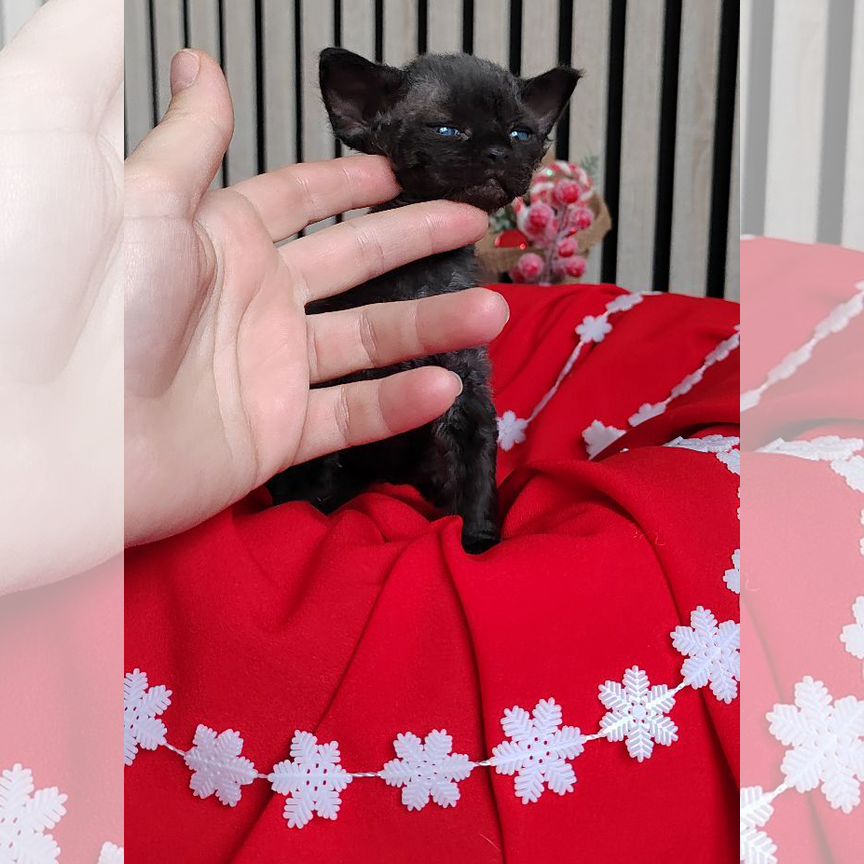 Девон-рекс котёнок