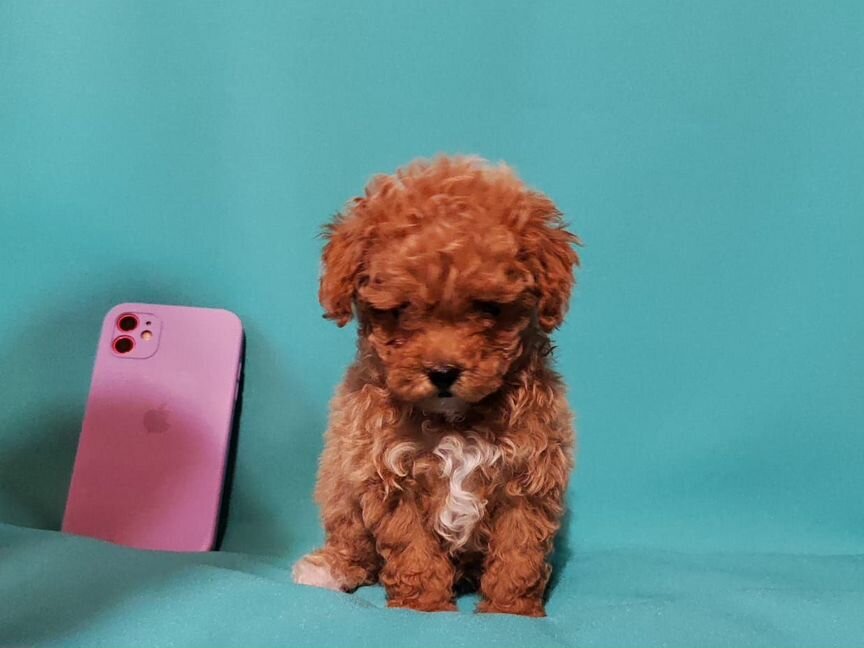 Мальтипу F1 мини