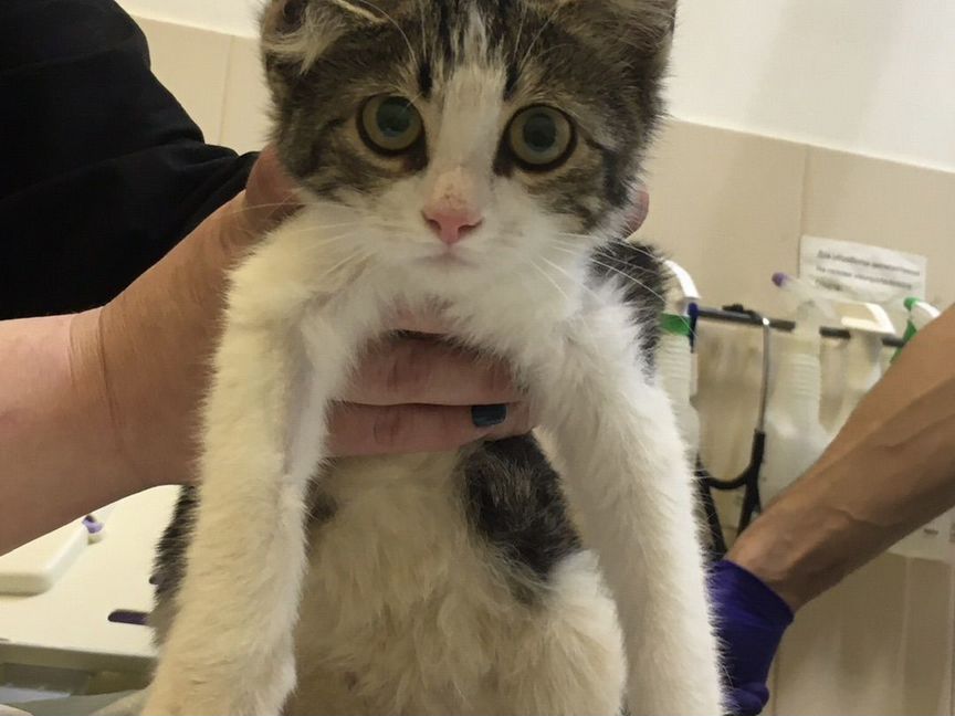 Котик Гоша