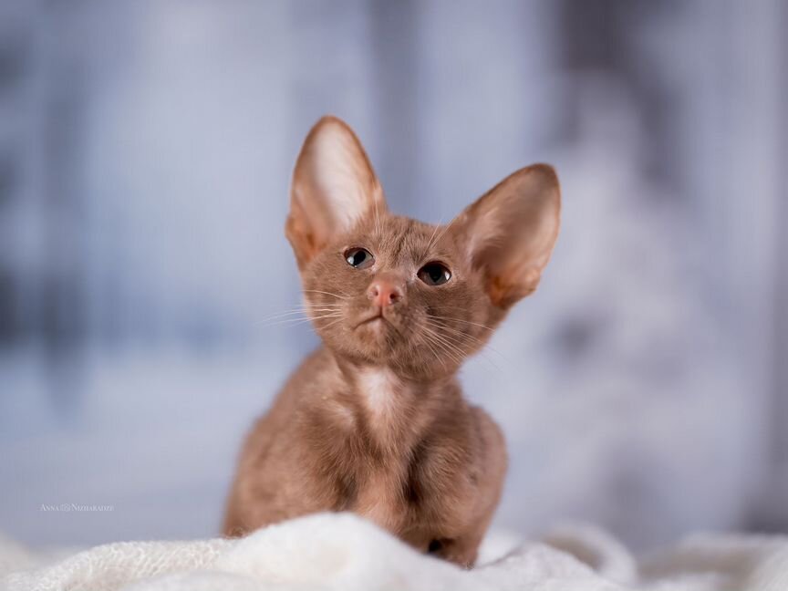 Ориентальные котята