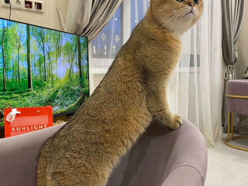 Кот золотая шиншилла вязка