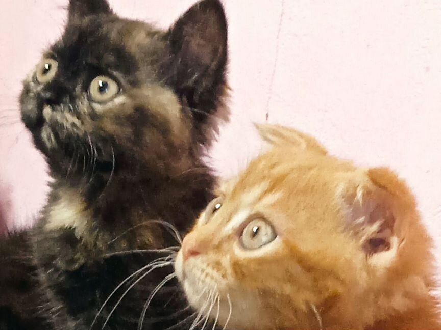 Британчики в добрые руки