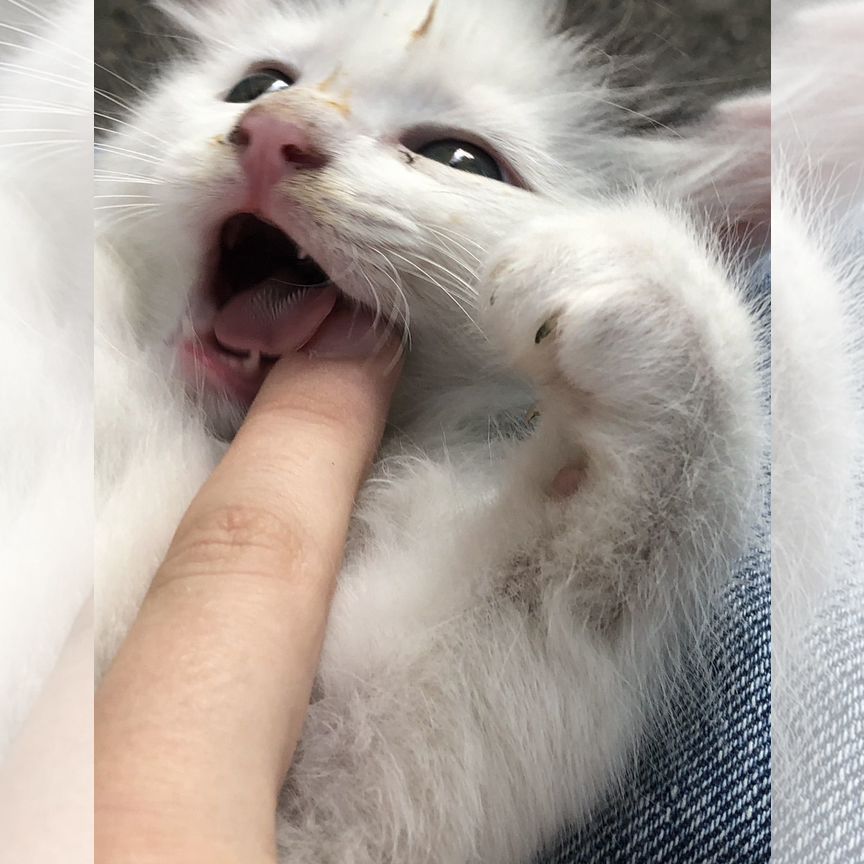 Котенок мальчик бело серого окраса