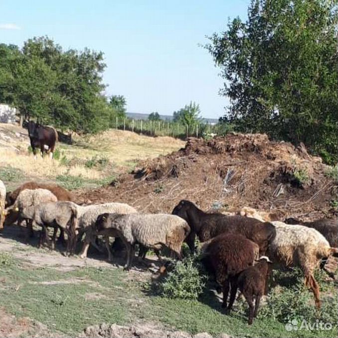 Овцы бараны