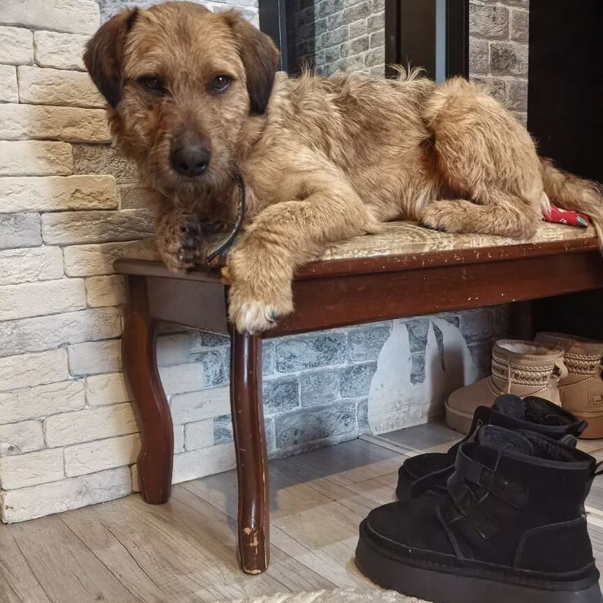 Взрослый пёс в добрые руки