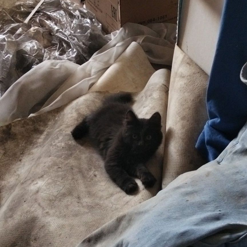 Котенок