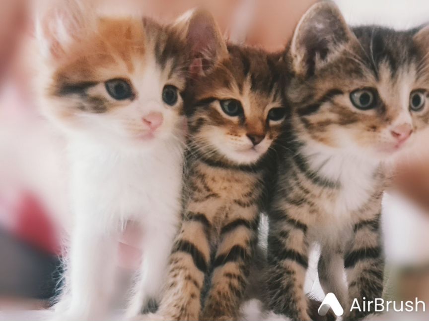 Котята в добрые руки бесплатно