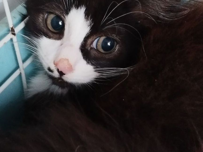 Кошка Шнурок, 3 мес