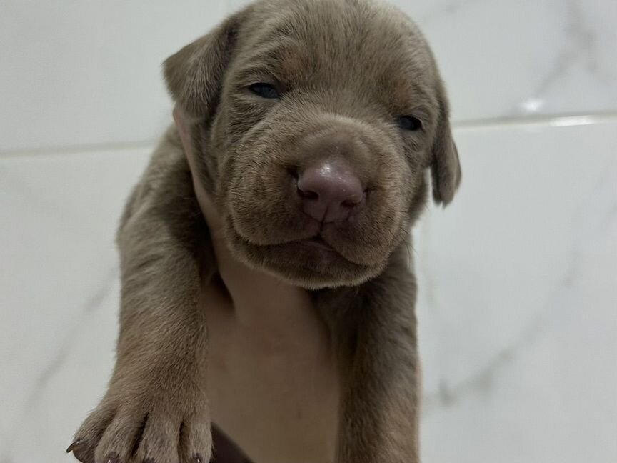 Щенок изабеллового добермана