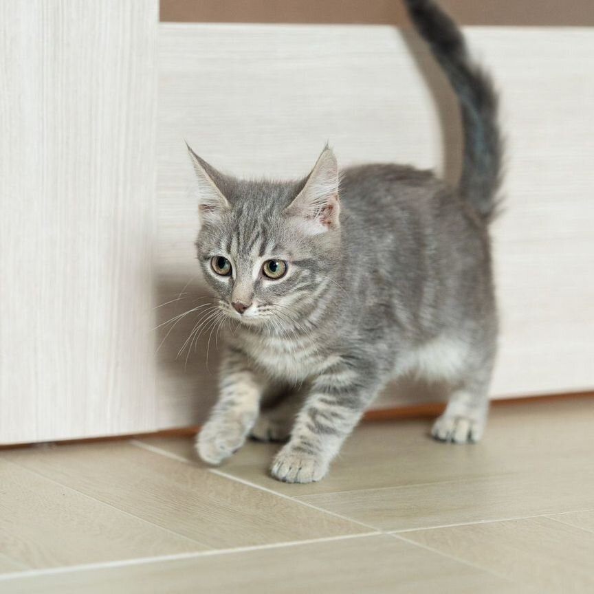 Серый котенок Компот в добрые руки