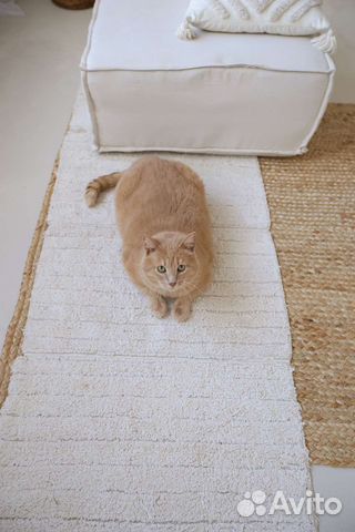 Кот 5+ кг
