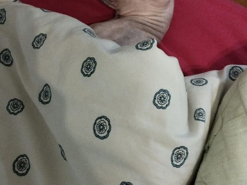 Донской сфинкс кошка