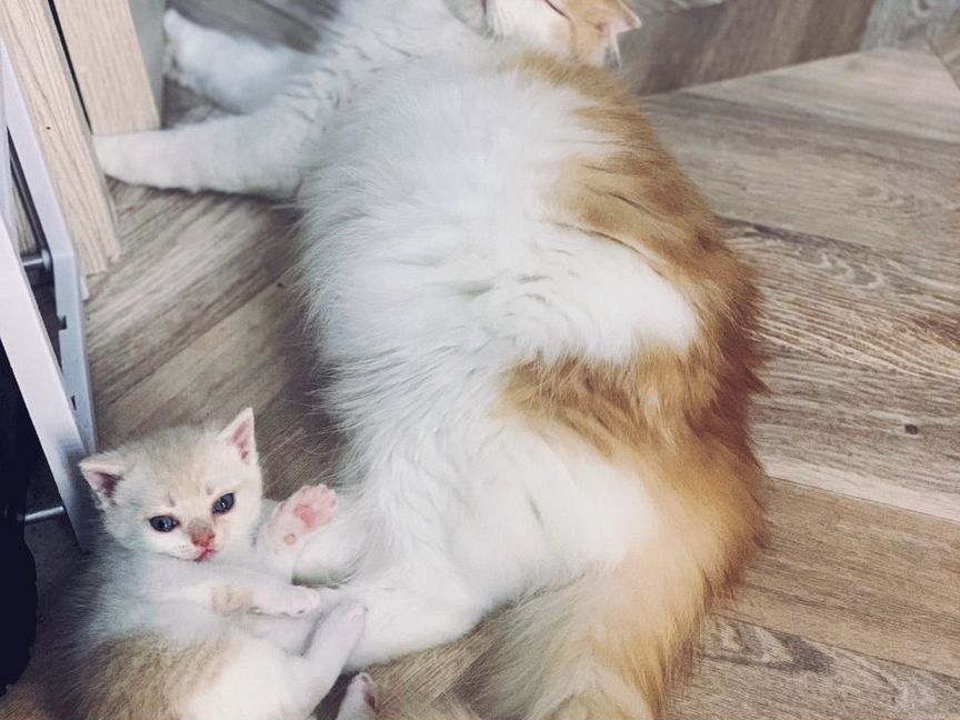 Котенок шотлнандский