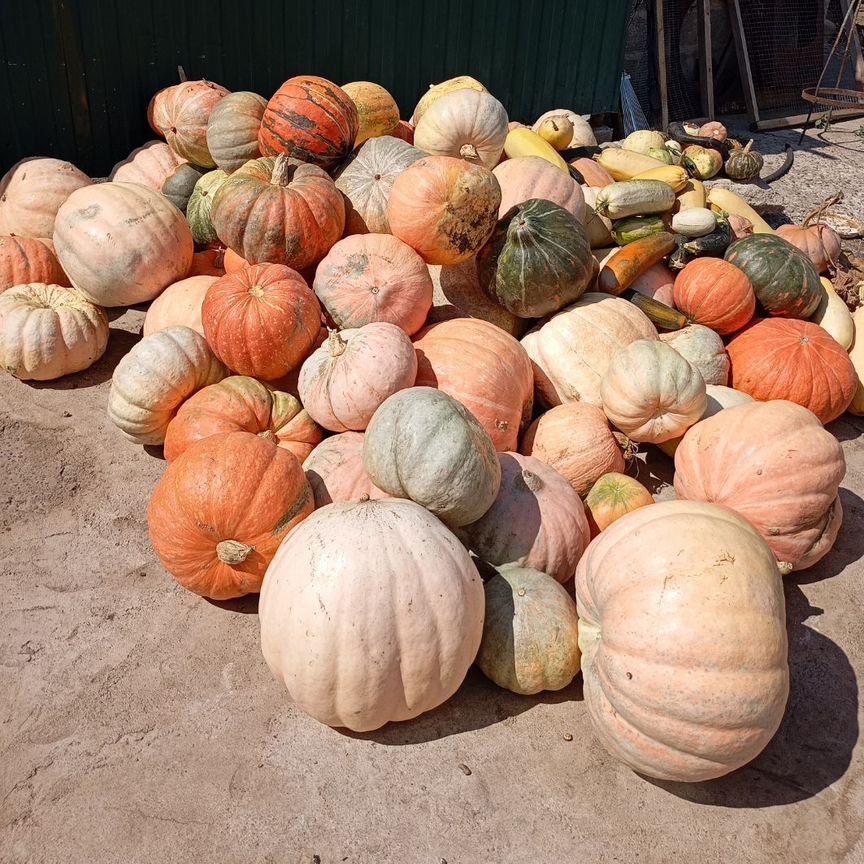 Тыква оптом