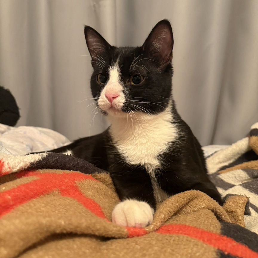 Отдам кота в добрые руки
