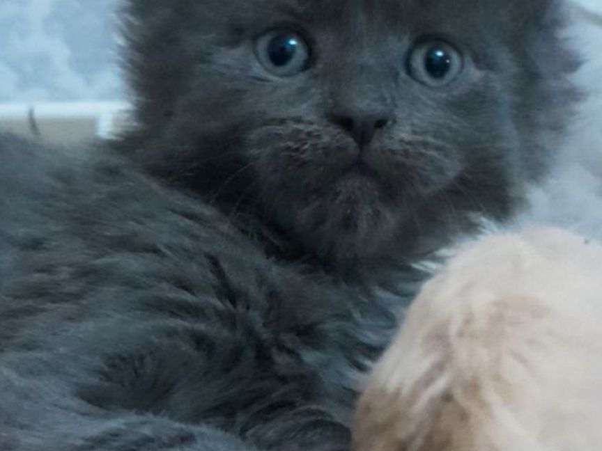 Очаровательный котик мейн-кун чертенок