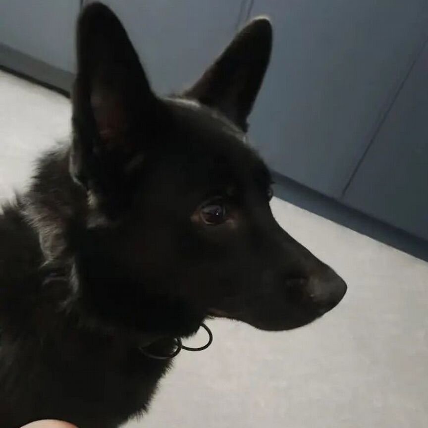 Немецкая овчарка, щенок