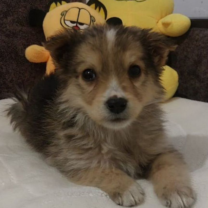 Щенок в добрые руки