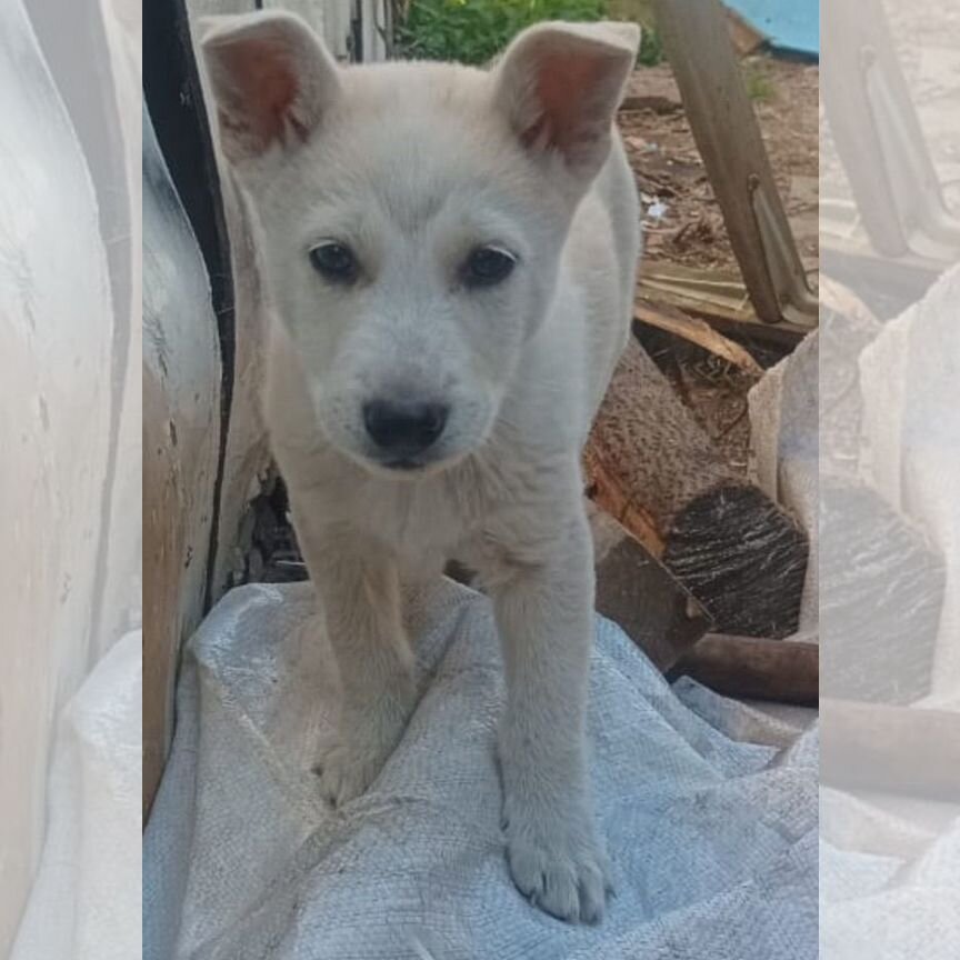 Щенки в добрые руки