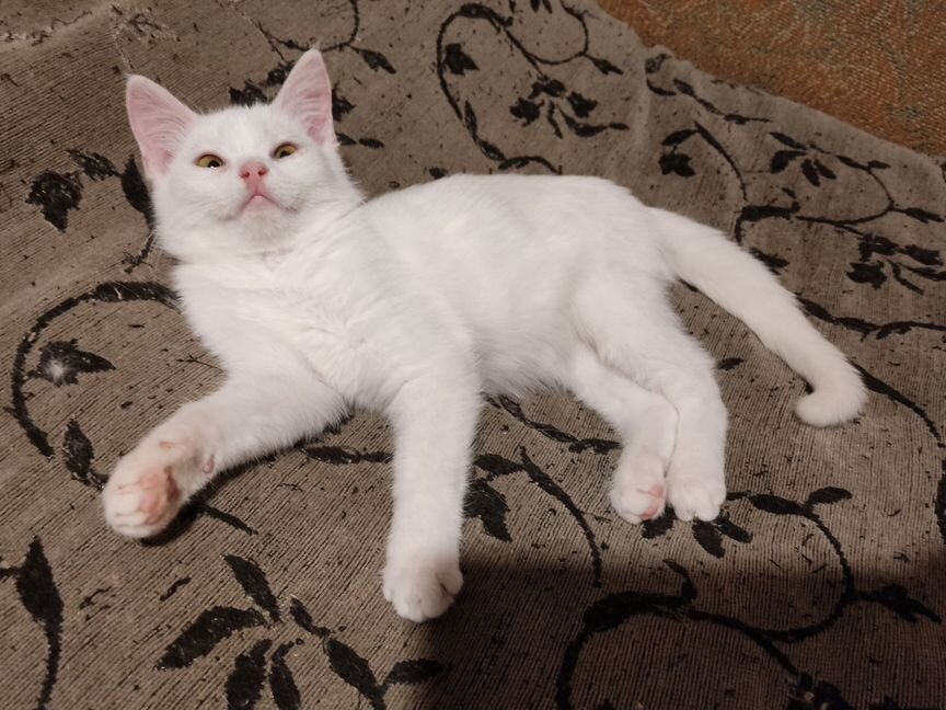 Очаровательная белая кошечка