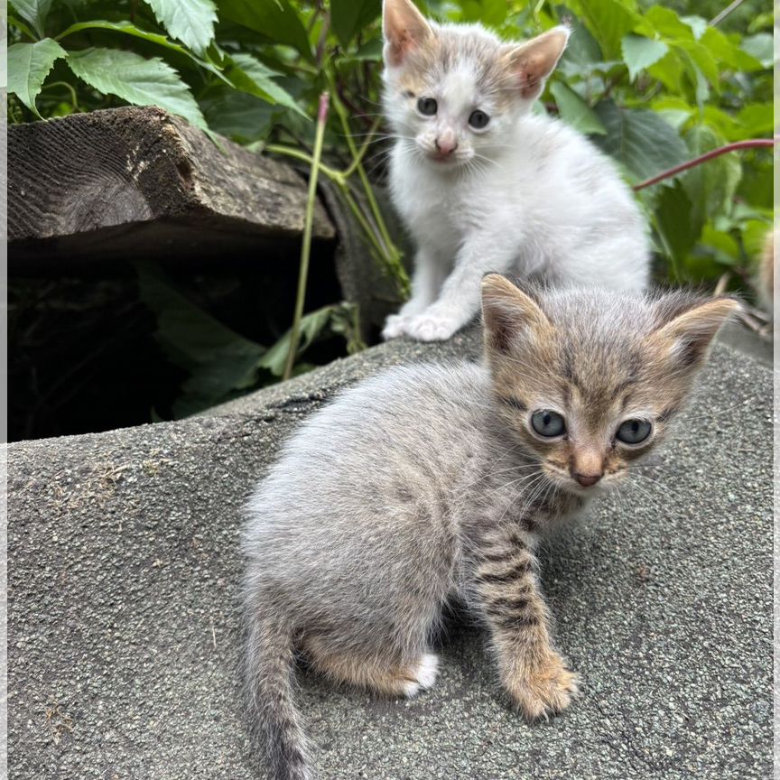 Котята в добрые руки бесплатно