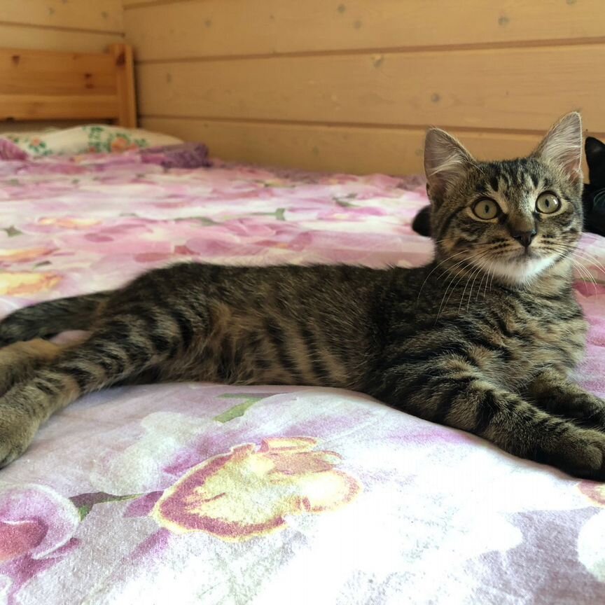Котята