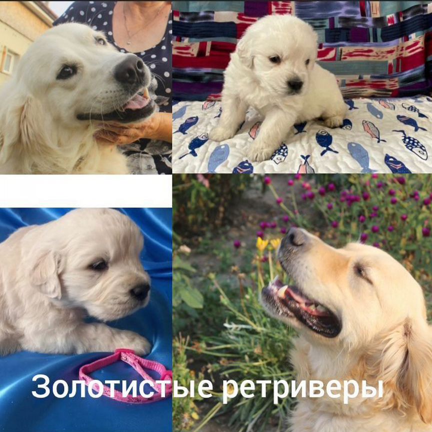 Щенки золотистого ретривера