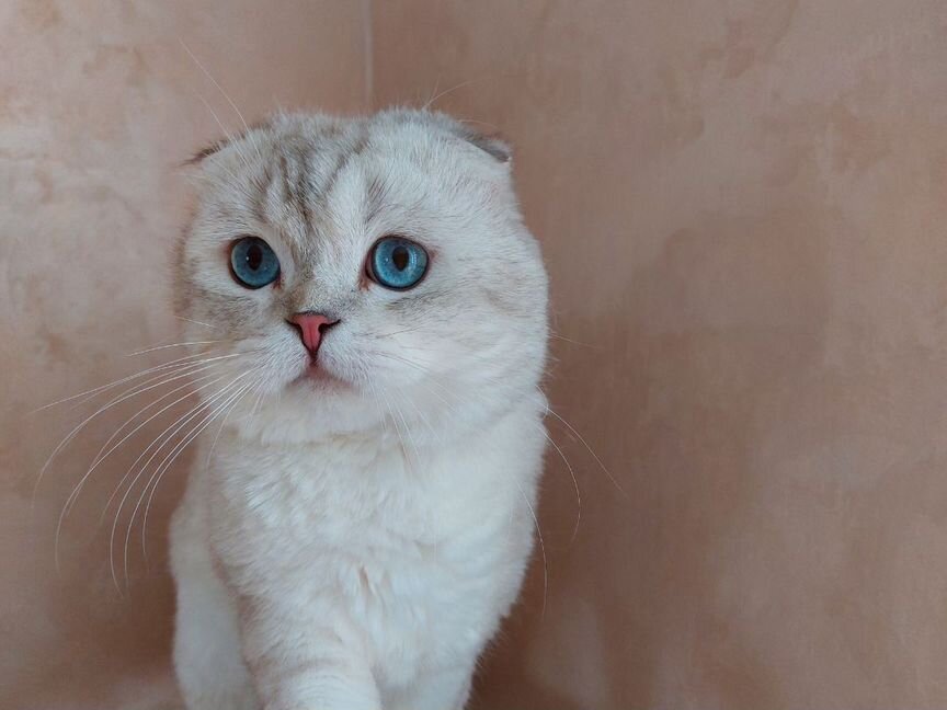 Шотландский голубоглазый красавец