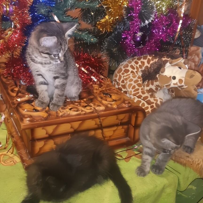 Котёнок от частного владельца