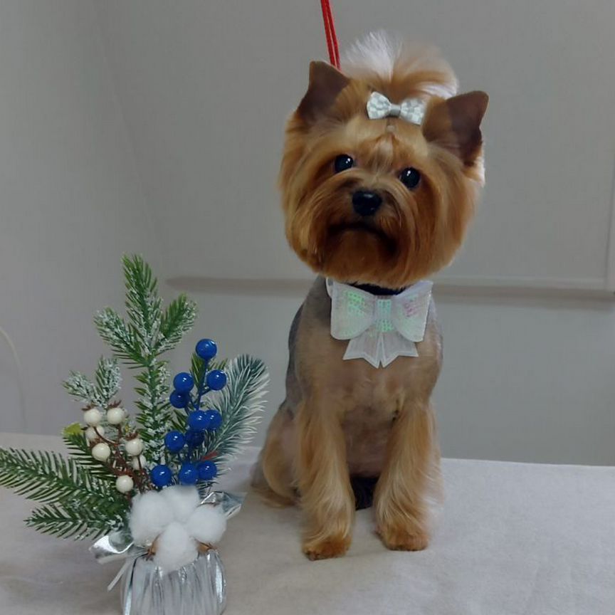 Йоркширский терьер, щенок