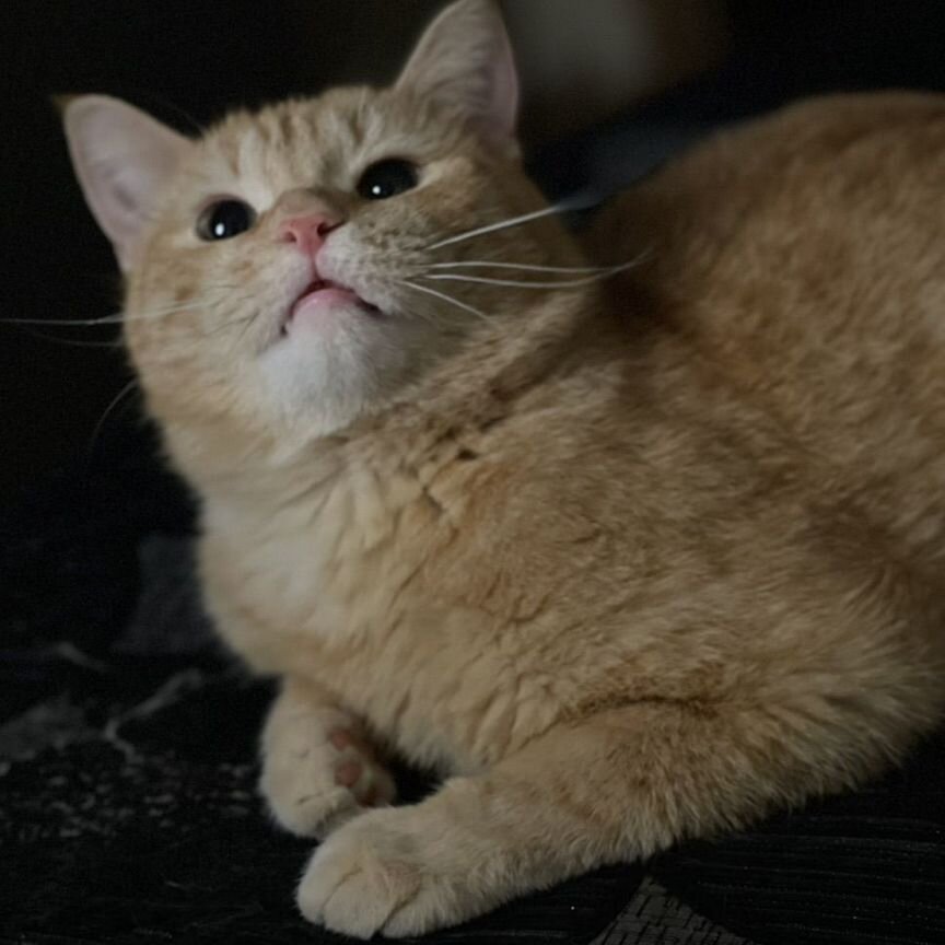 Взрослый кот в добрые руки