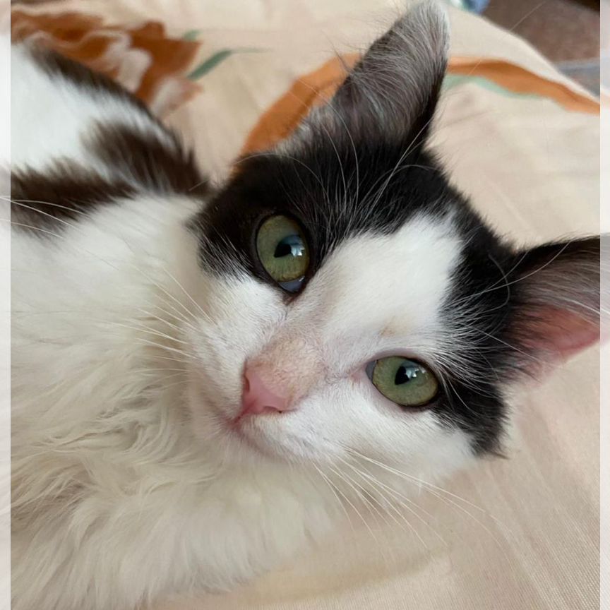 Котенок черно-белый