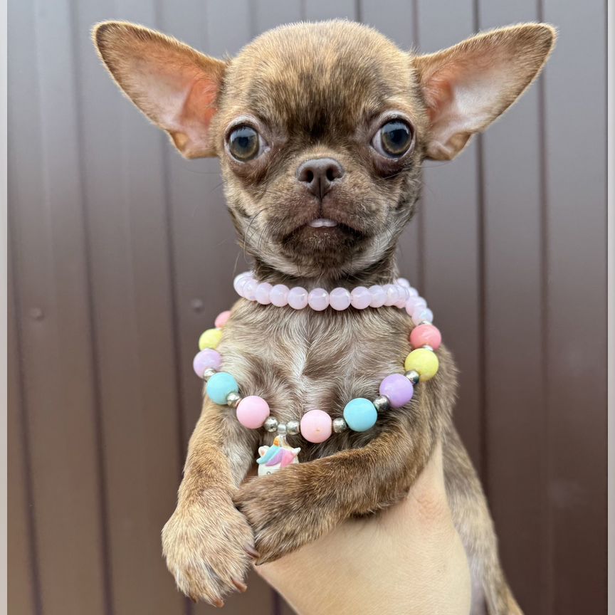 Чихуахуа, щенок