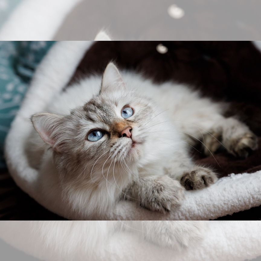 Взрослая, кошка в добрые руки